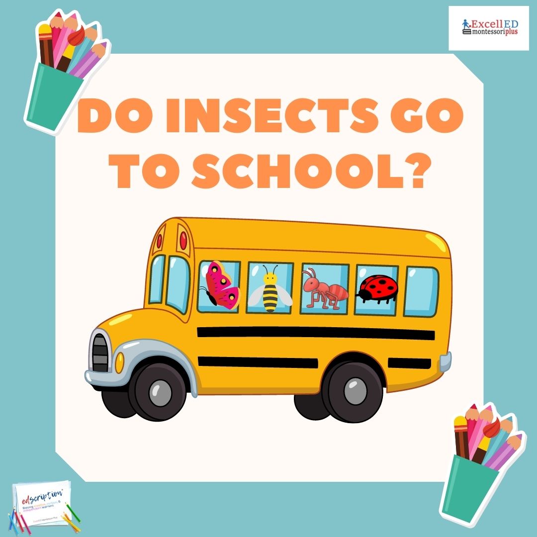 Do Insects Have Classrooms? | ExcellED Montessori