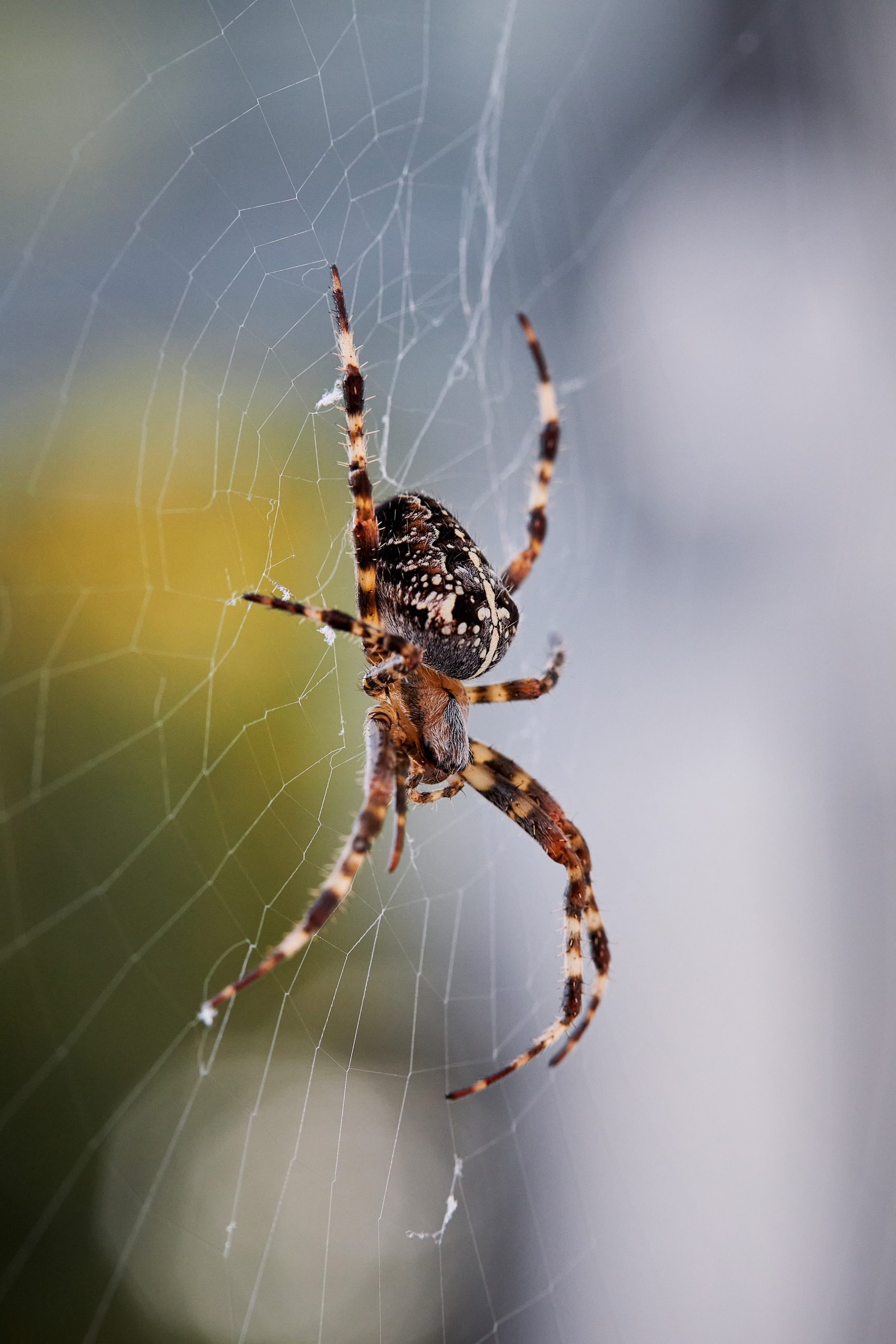 A Cosmic Connection: Montessori and the World of Spiders
